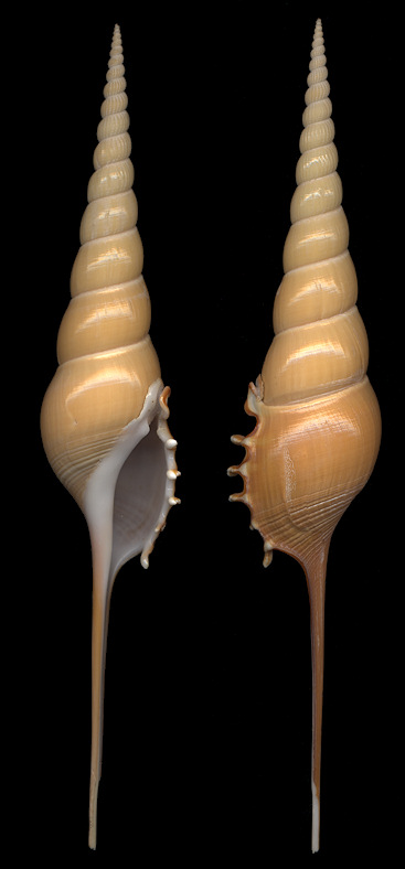 Tibia fusus (Linnaeus, 1758)