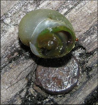 Planorbella duryi (Wetherby, 1879) Seminole Rams-horn