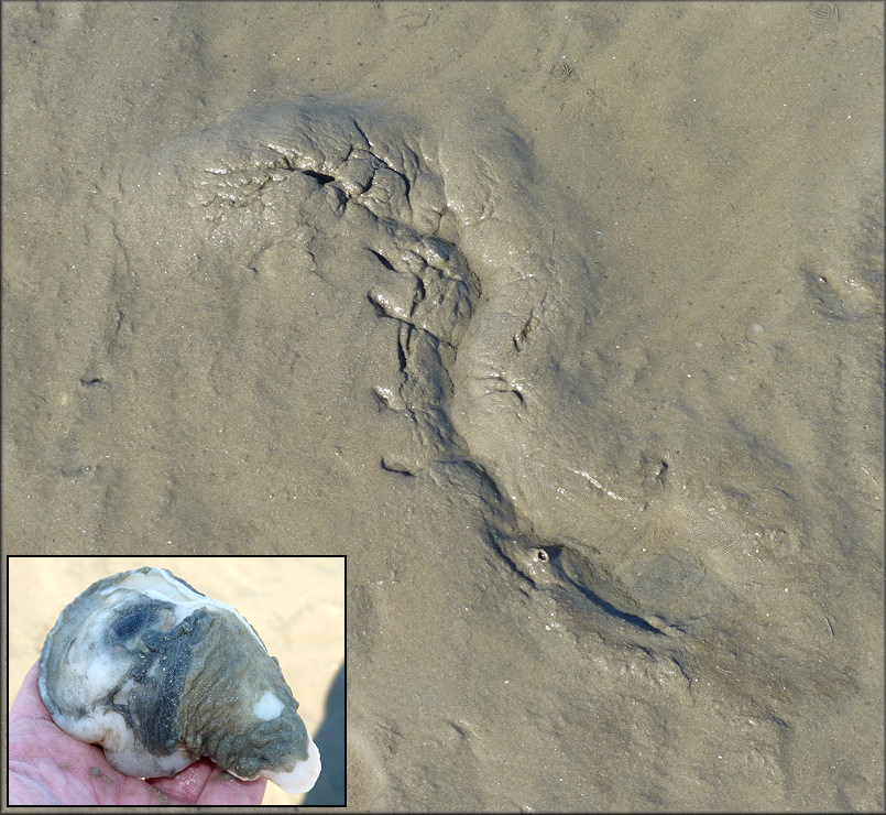 Sinum perspectivum (Say, 1831) White Baby Ear Large Specimen