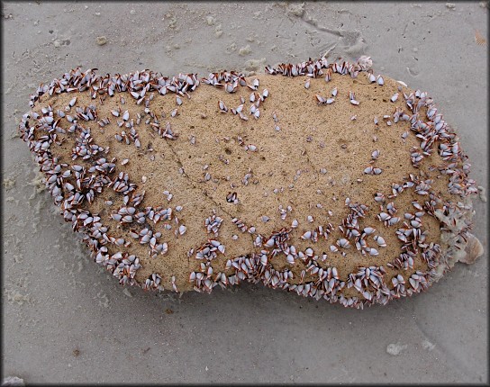 Lepas anserifera Goose Barnacle